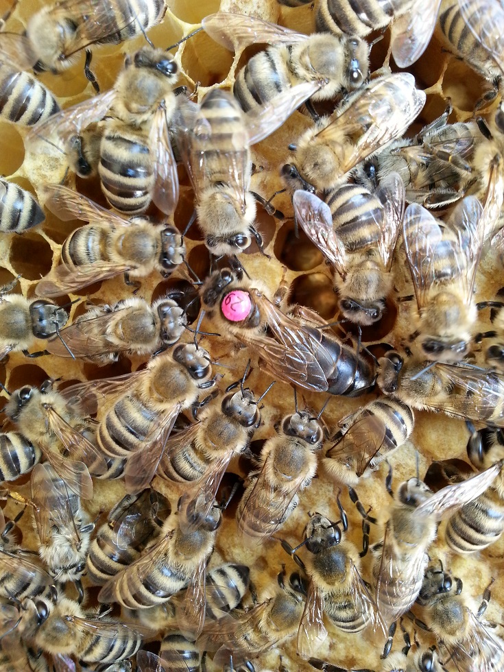 Imkerei und Bienenzucht - Bernhard Müller